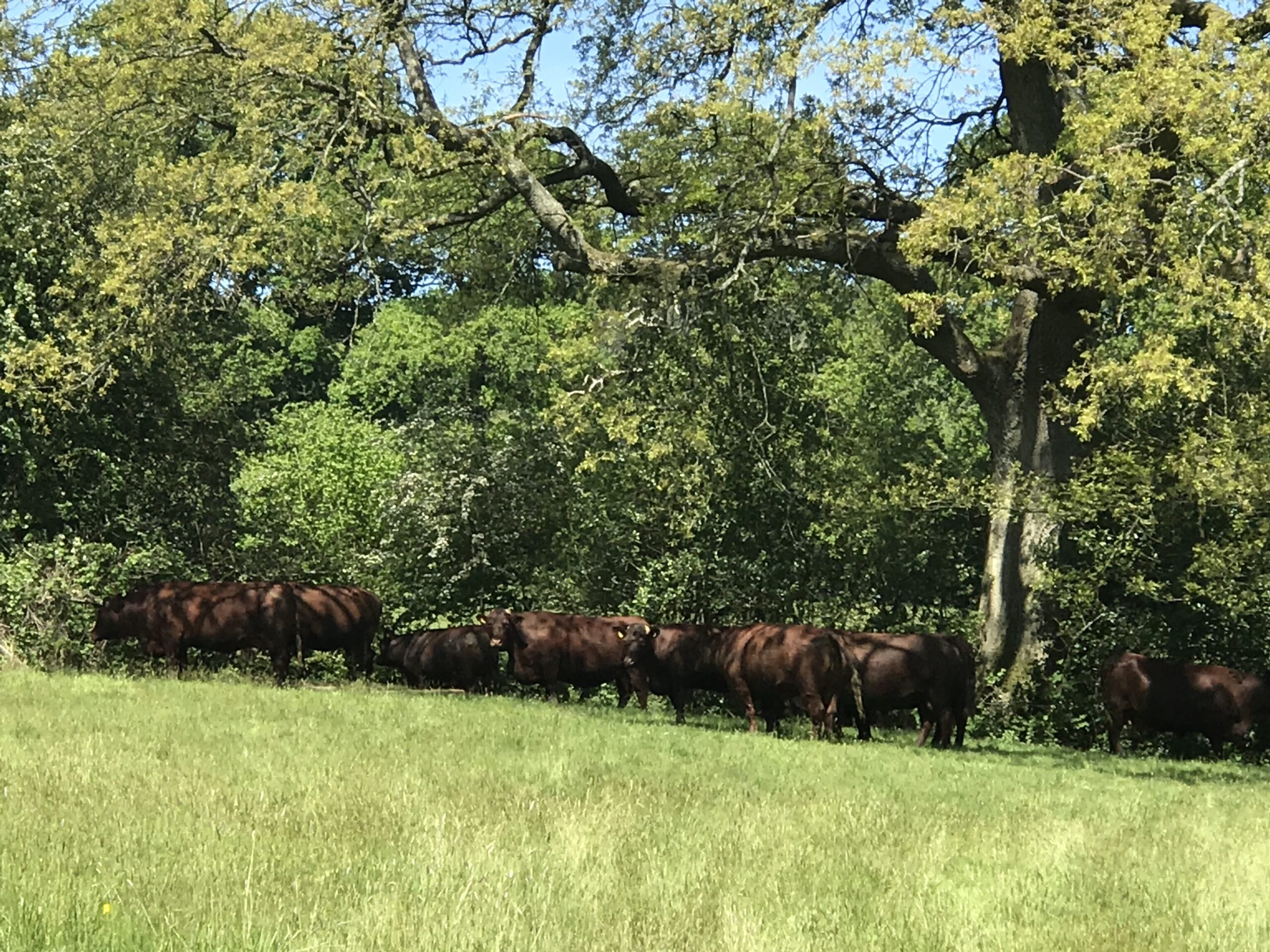 Sussex Beef – Etherley Farm