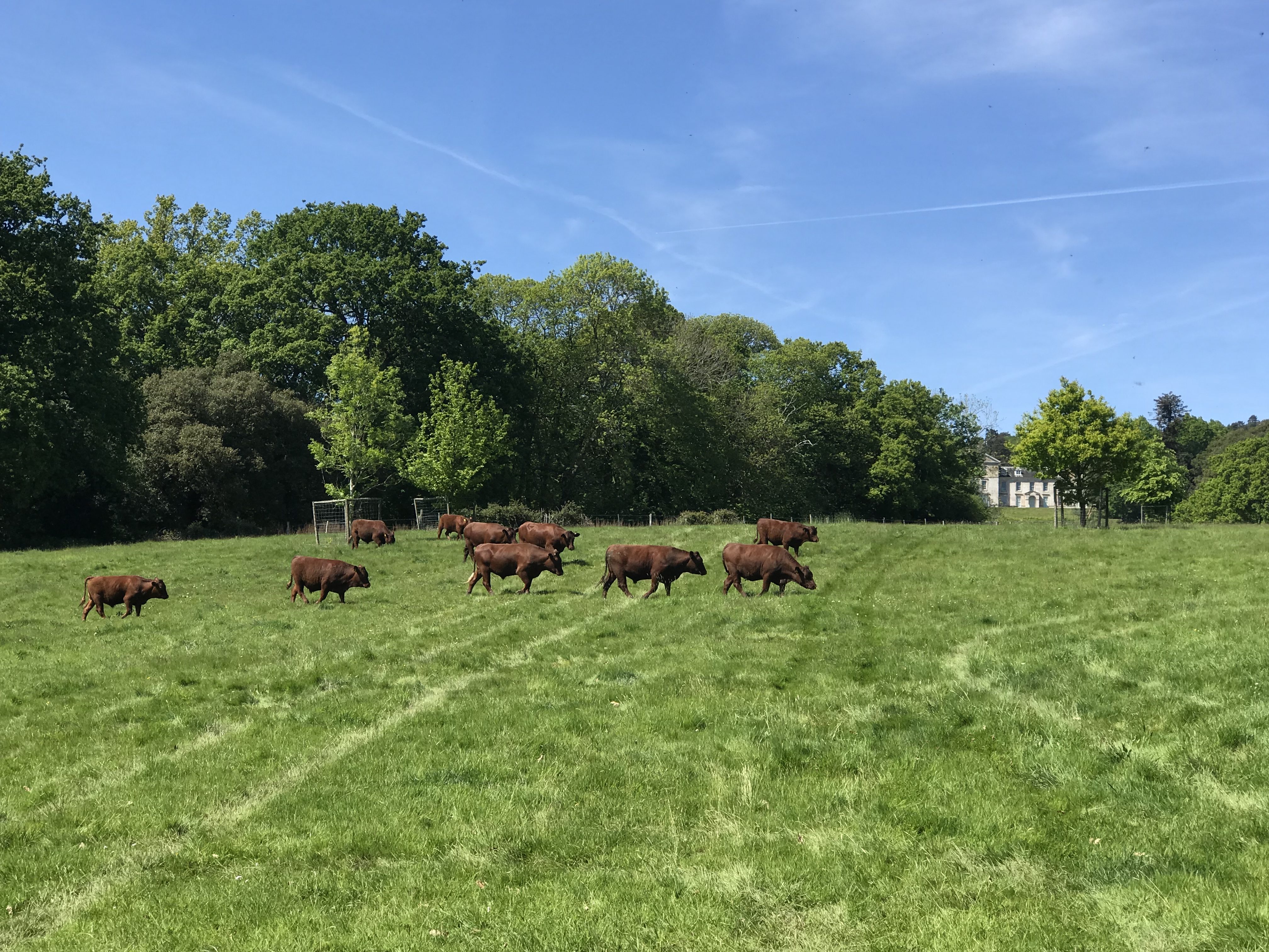 Sussex Beef – Etherley Farm