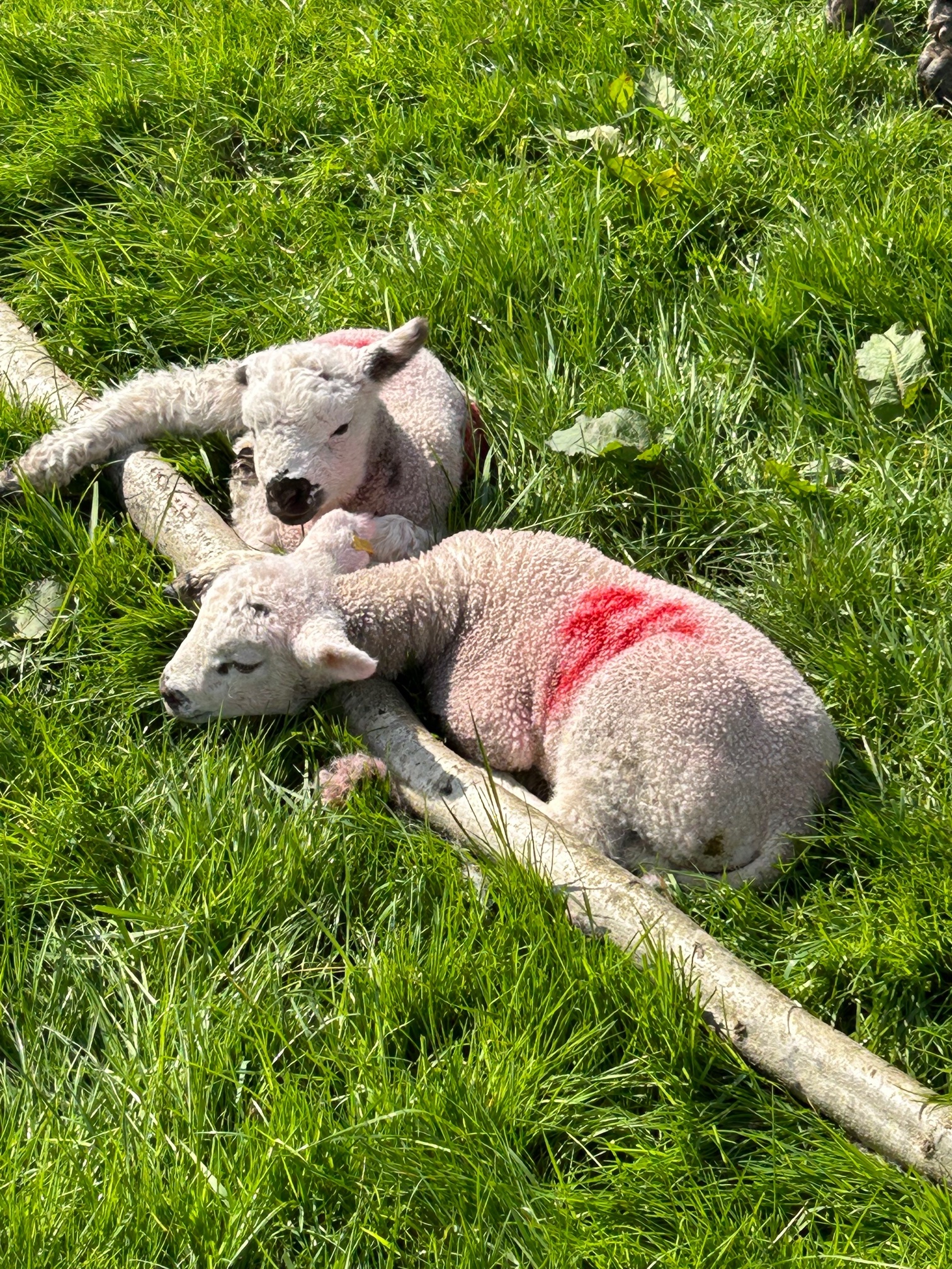 Lamb, Hogget and Mutton – Etherley Farm